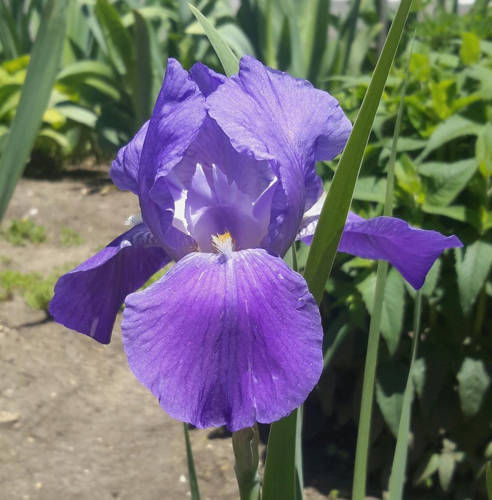 Miniature Tall Bearded Iris (Iris 'Tid-Bit') in the Irises Database ...