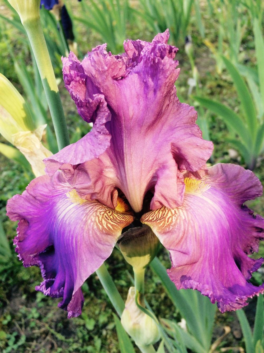 Tall Bearded Iris (Iris 'Le Fleur') in the Irises Database - Garden.org