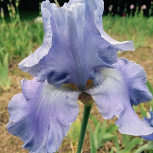 Tall Bearded Iris (Iris 'That Scentsation') in the Irises Database ...