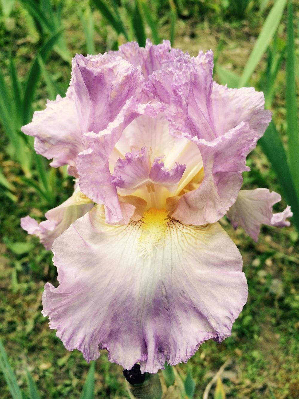 Photo of the bloom of Tall Bearded Iris (Iris 'Lace Jabot') posted by ...