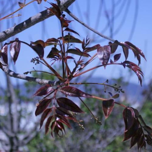 Cape Ash (Ekebergia capensis) - Garden.org