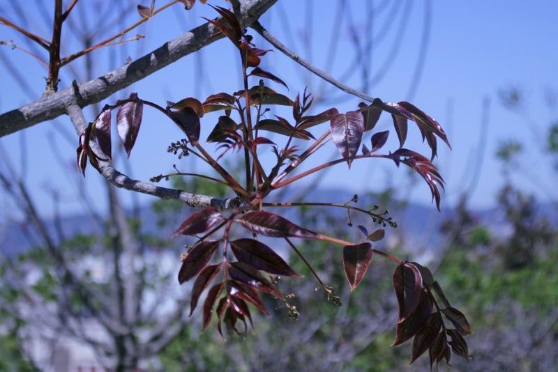 Cape Ash (Ekebergia capensis) - Garden.org