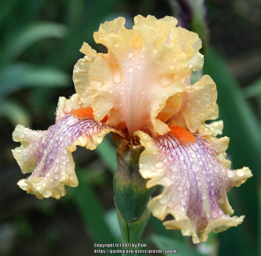 Photo of the bloom of Tall Bearded Iris (Iris 'Heardit Thruda Grapevine ...