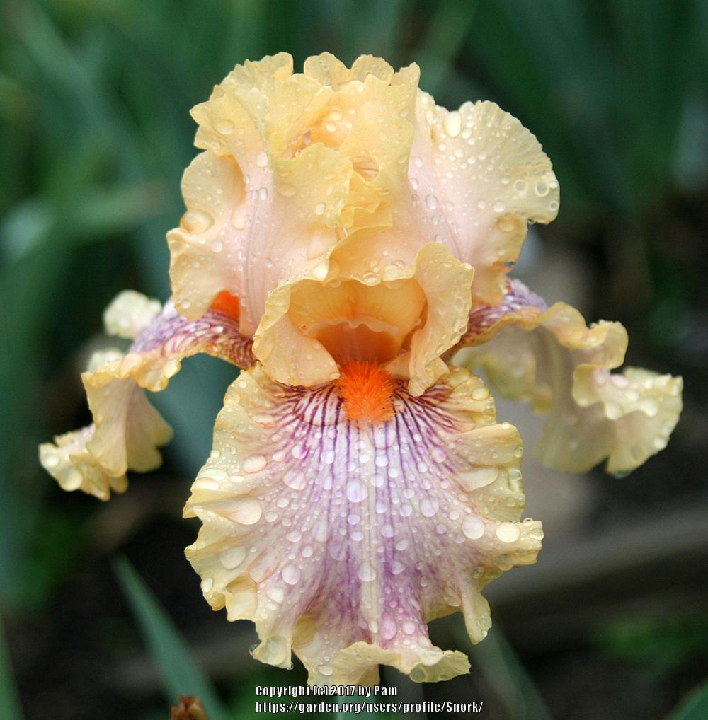 Tall Bearded Iris (Iris 'Heardit Thruda Grapevine') in the Irises ...