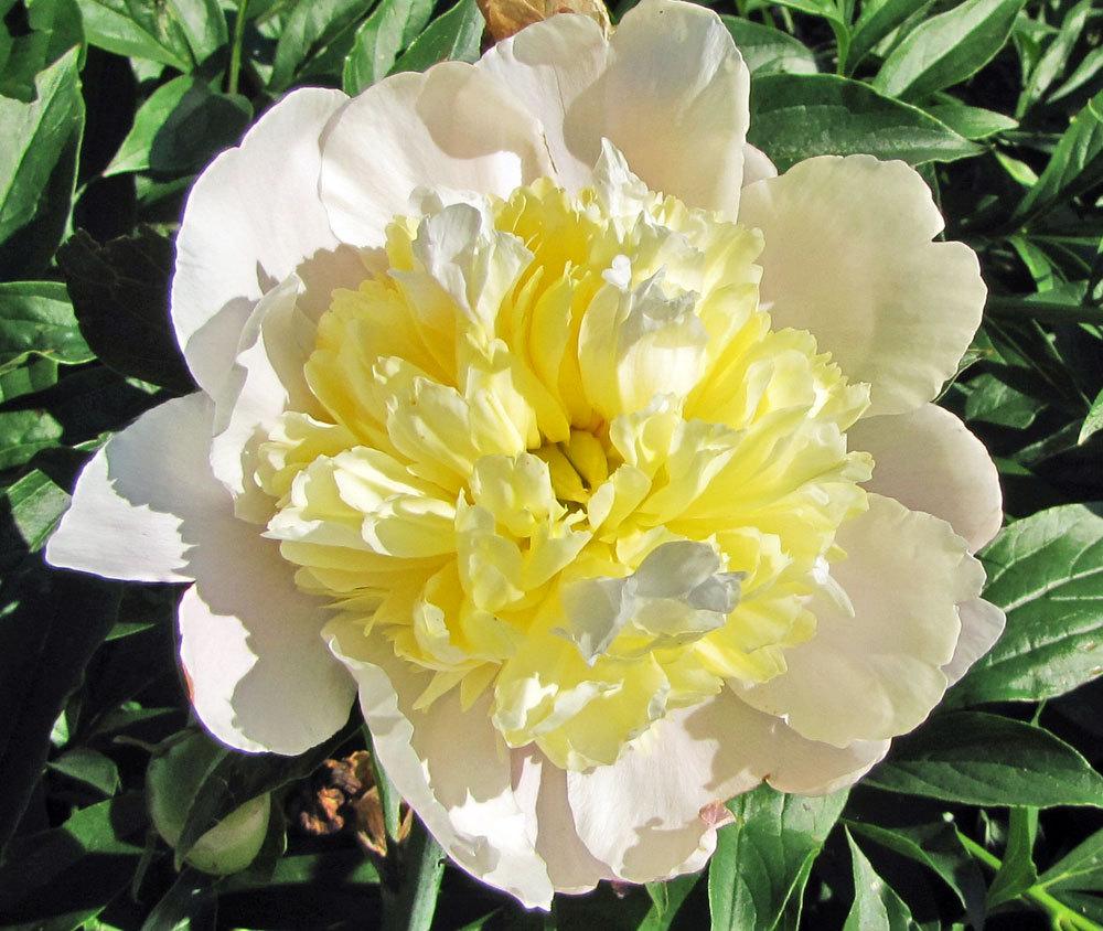 Photo of the bloom of Peony (Paeonia lactiflora 'Primevere') posted by ...