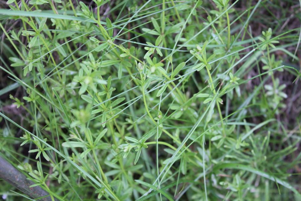Galium? in the Plant ID forum - Garden.org