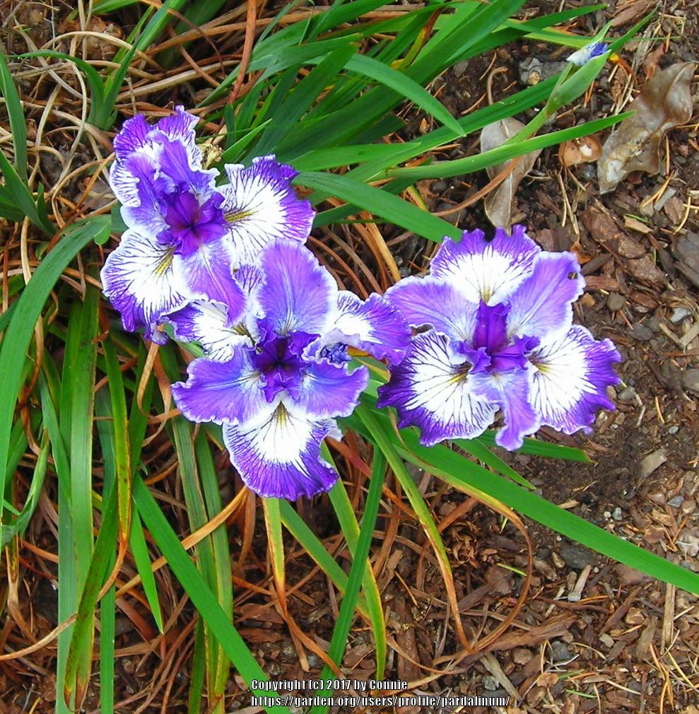 Pacific Coast Iris (Iris 'Bar Code') in the Irises Database - Garden.org