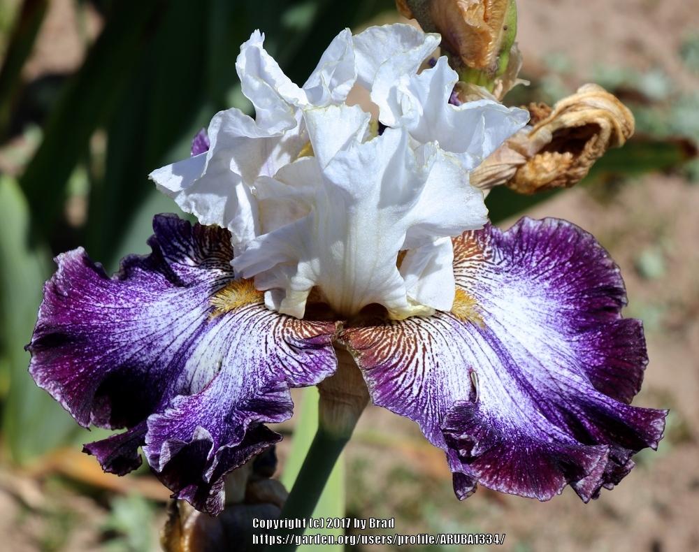 Photo of the bloom of Tall Bearded Iris (Iris 'French Butterfly ...