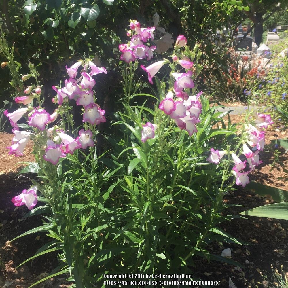 Penstemon Pensham™ Laura in the Penstemons Database - Garden.org