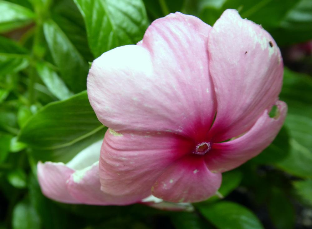 Vinca (Catharanthus roseus Cora® Cascade Strawberry) - Garden.org
