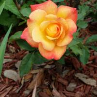 Photo of the bloom of Hybrid Tea Rose (Rosa 'Rio Samba') posted by ...