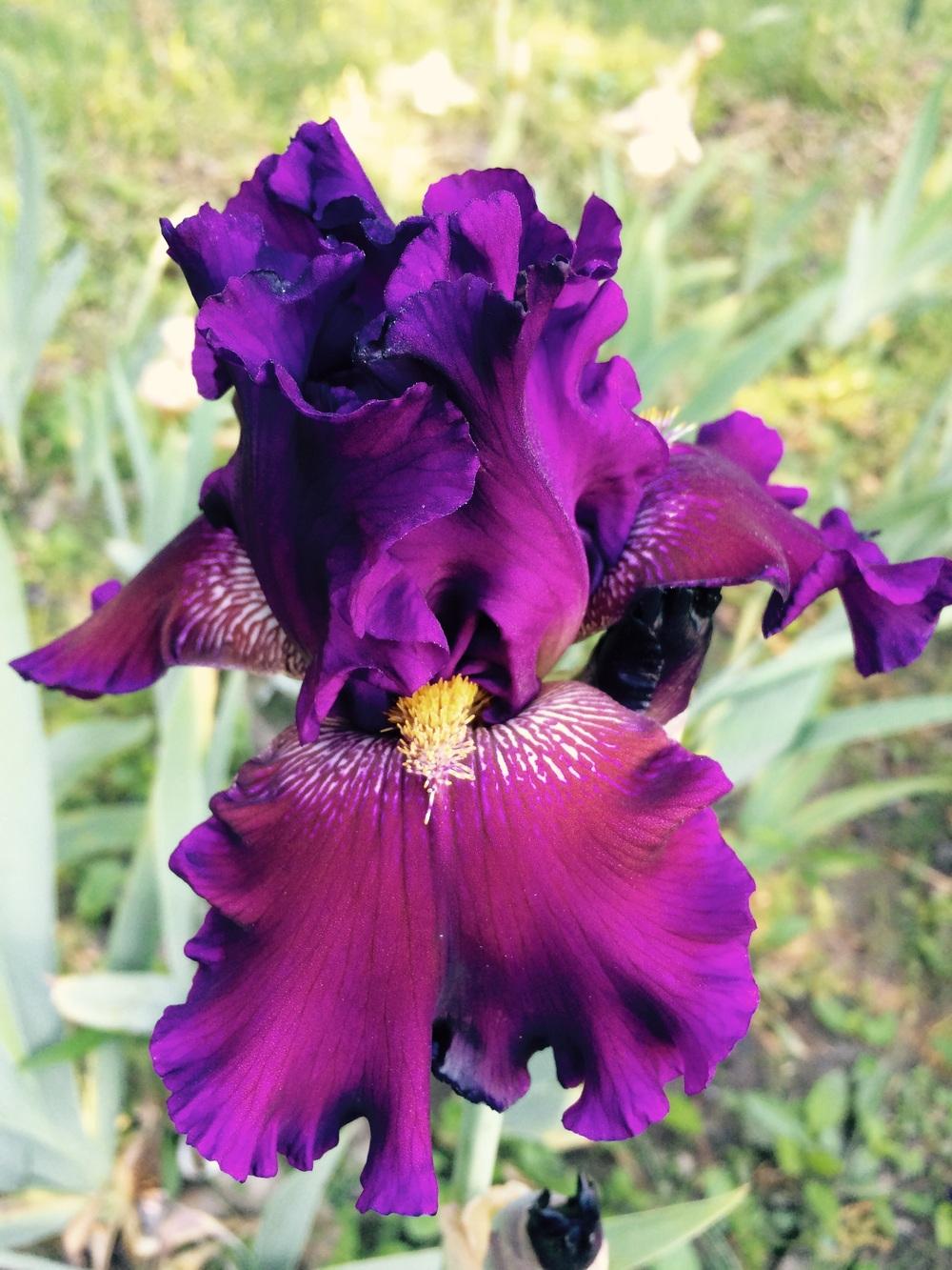 Tall Bearded Iris (Iris 'Royal Family') in the Irises Database - Garden.org