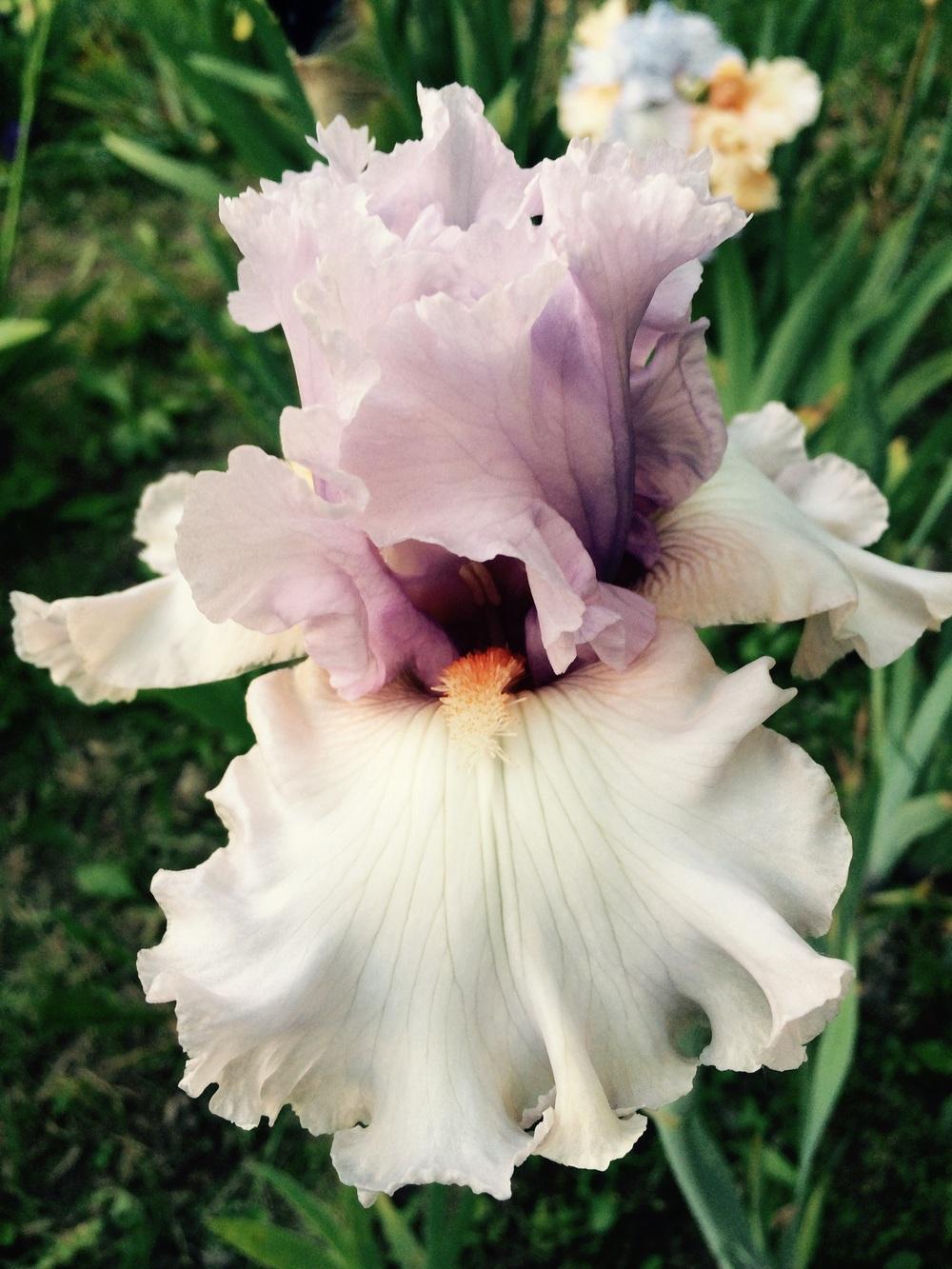 Tall Bearded Iris (Iris 'Paris Fashion') in the Irises Database ...