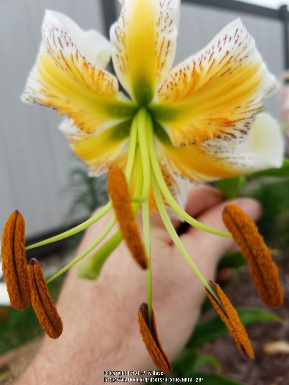 Photo of the bloom of Lily (Lilium 'Lady Alice') posted by Nhra_20 ...