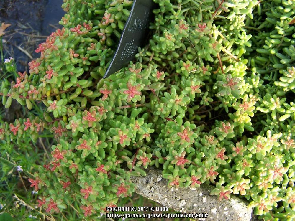 Photo of the leaves of White Stonecrop (Sedum album 'Coral Carpet ...