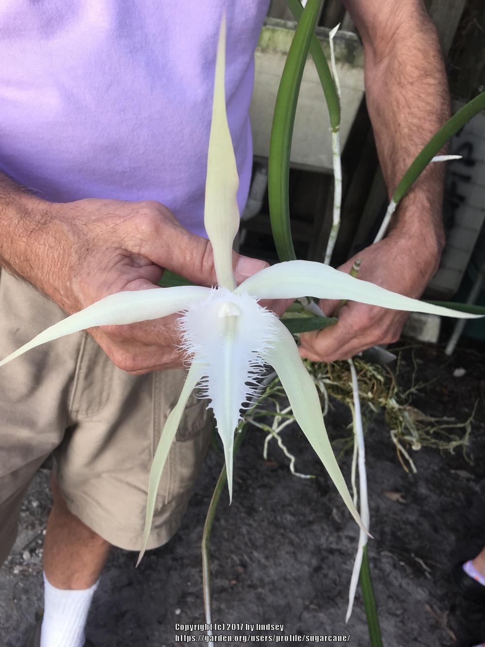Photo of the bloom of Orchid (Rhynchovola David Sander) posted by ...
