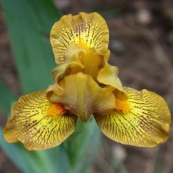 Photo of the bloom of Standard Dwarf Bearded Iris (Iris 'Burn Notice ...