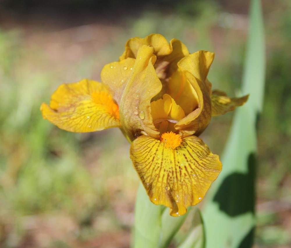 Photo of the bloom of Standard Dwarf Bearded Iris (Iris 'Burn Notice ...