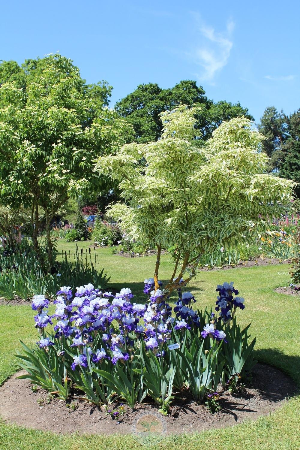Tall Bearded Iris (Iris 'F. X. Schreiner') in the Irises Database ...