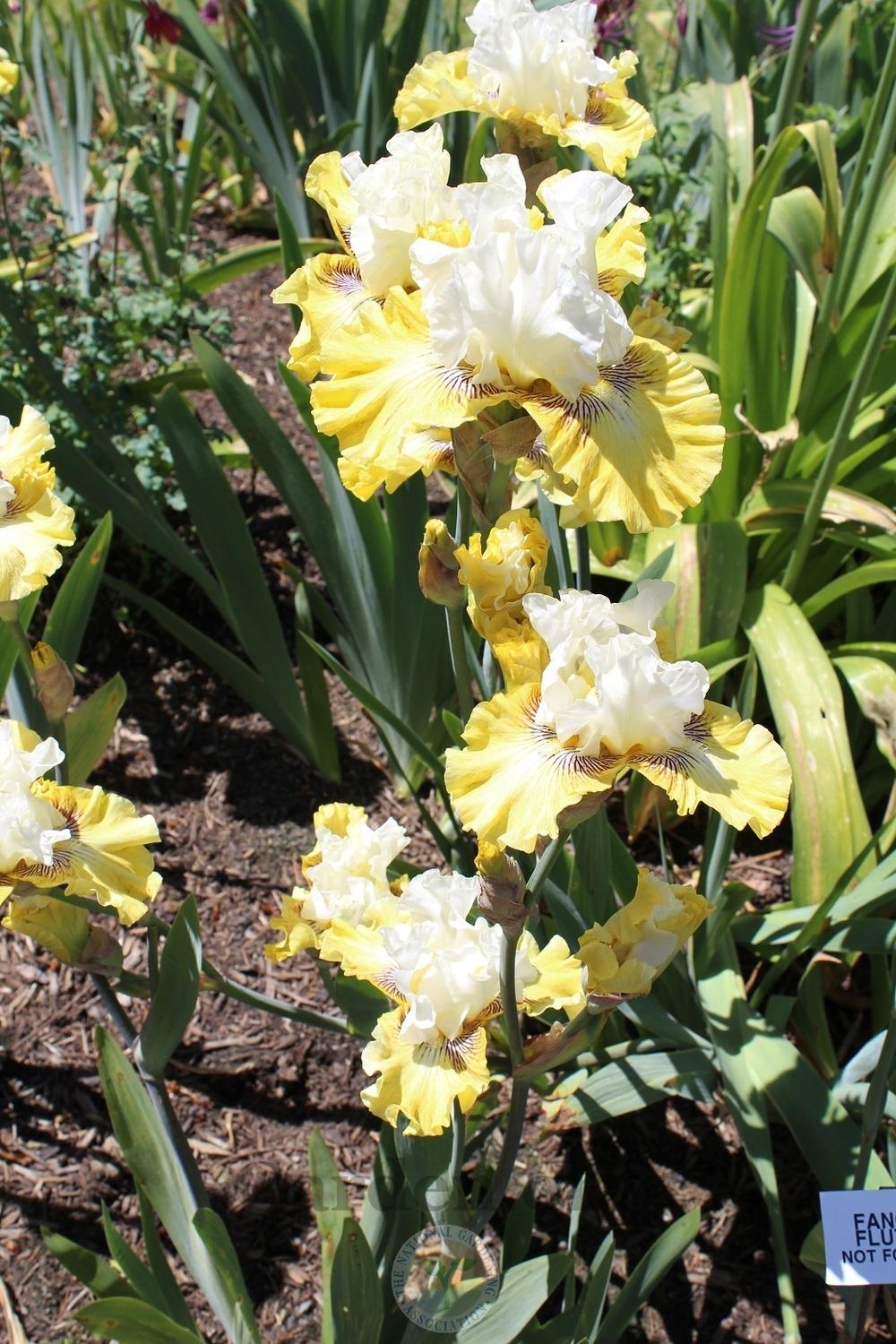 Photo of the bloom of Tall Bearded Iris (Iris 'Fancy a Flutter') posted ...