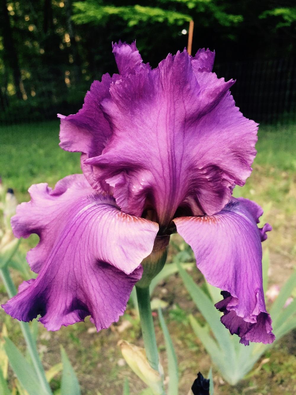 Photo of the bloom of Tall Bearded Iris (Iris 'Good Looking') posted by ...