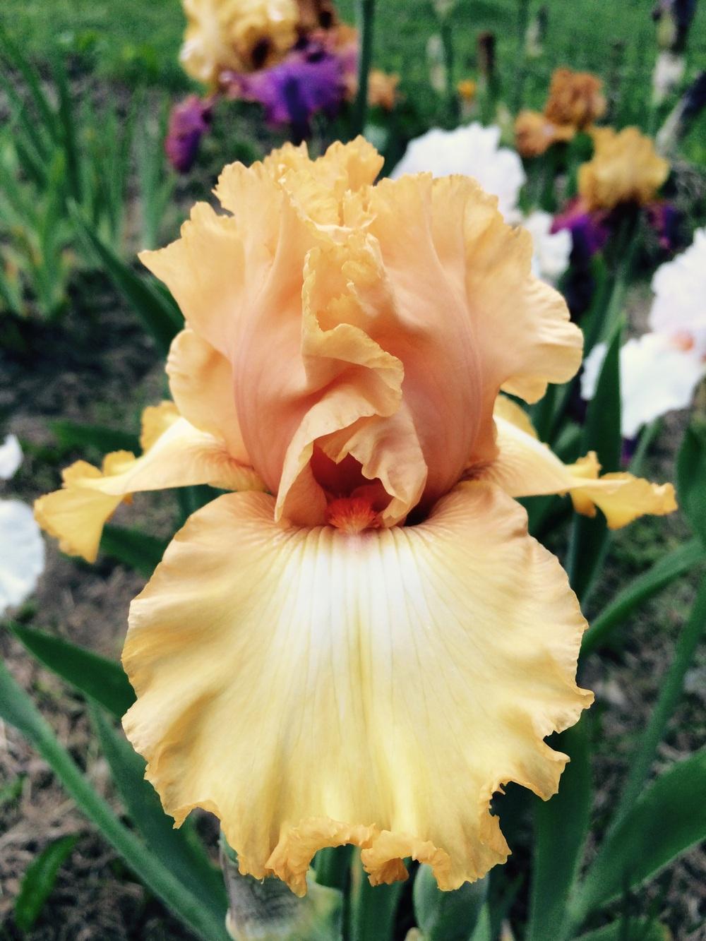 Tall Bearded Iris (Iris 'Classic Hues') in the Irises Database - Garden.org