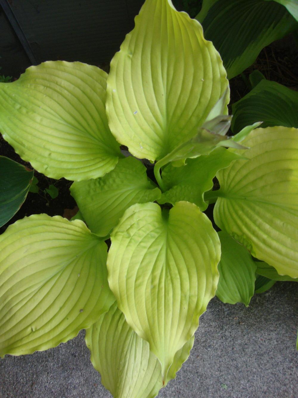 Photo of the entire plant of Hosta 'Dancing Queen' posted by Paul2032 ...