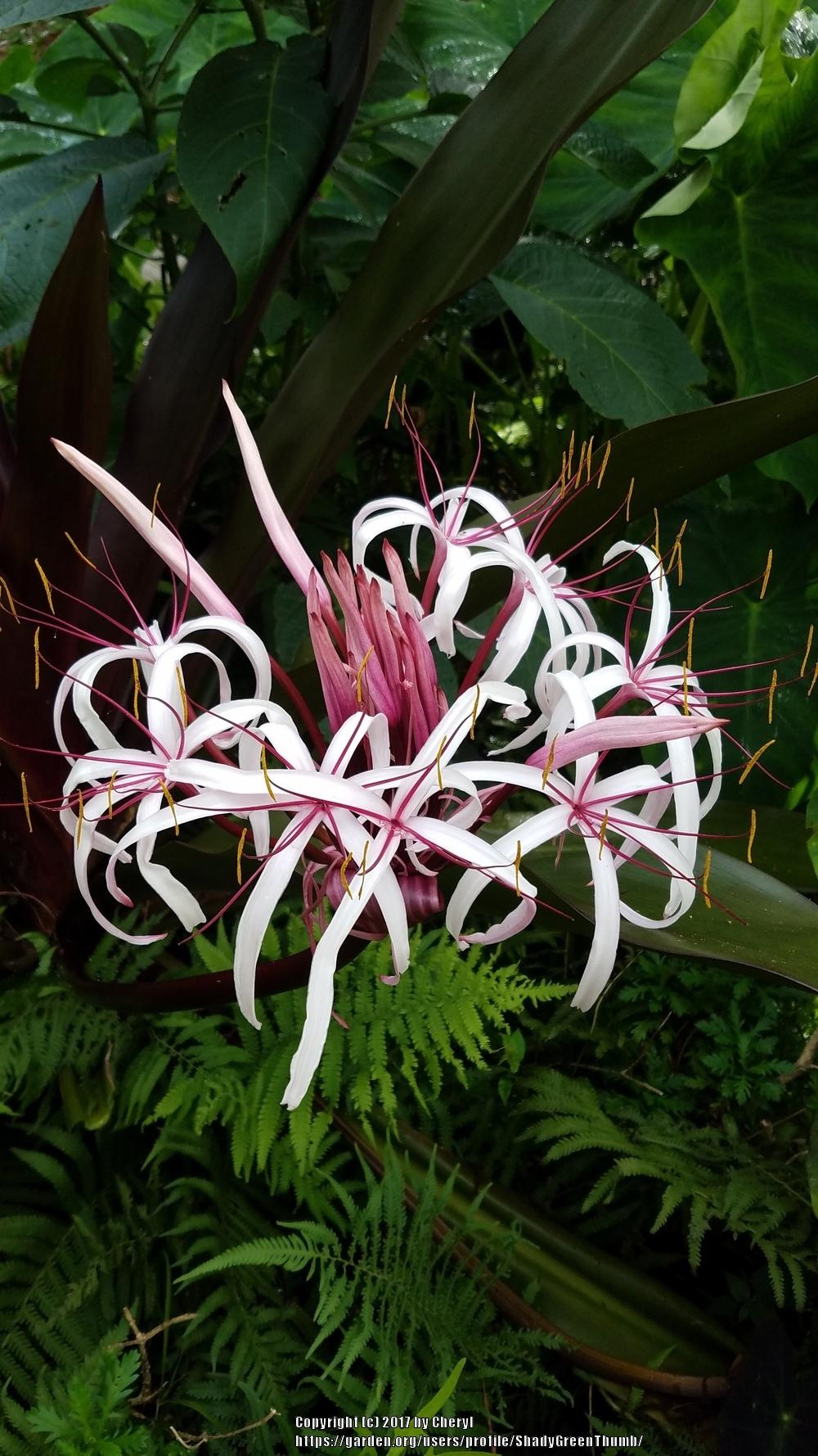 Photo of the bloom of Giant Spider Lily (Crinum x amabile) posted by ...