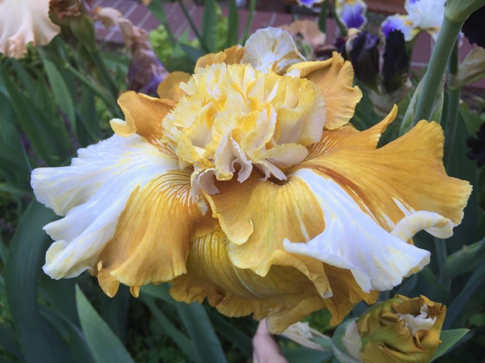 Tall Bearded Iris (Iris 'Why Be Normal') in the Irises Database ...