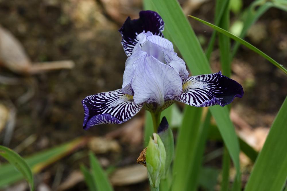 Photo of the bloom of Miniature Tall Bearded Iris (Iris 'Quagga ...