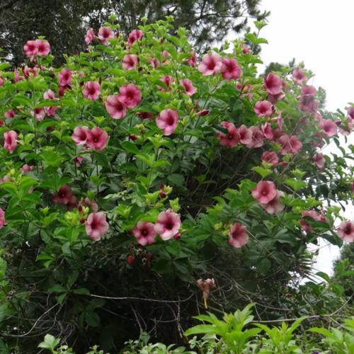 Allamanda (Allamanda cathartica 'Cherries Jubilee') - Garden.org