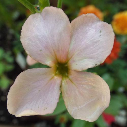 Stock (Matthiola incana 'Katz Apricot') - Garden.org