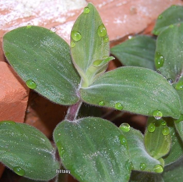 Photo of the leaves of Speedy Jenny (Tradescantia chrysophylla 'Baby ...