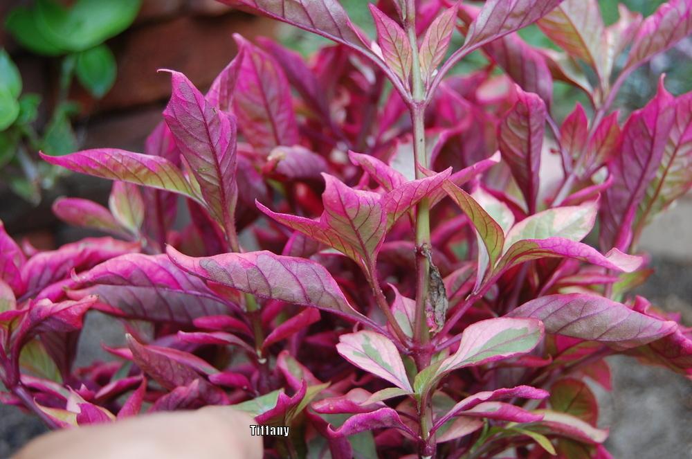Photo of the leaves of Calico Plant (Alternanthera dentata Brazilian ...