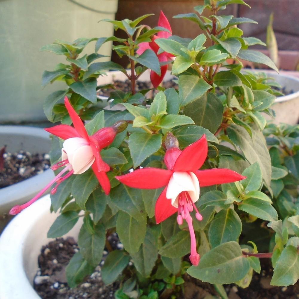 Photo of the entire plant of Fuchsia Shadow Dancer® Betty posted by stilldew - Garden.org