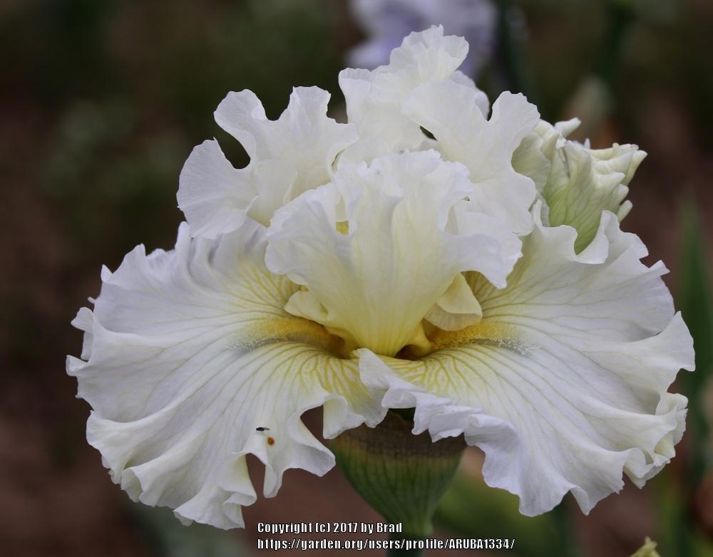 Photo of the bloom of Tall Bearded Iris (Iris 'Purist') posted by ...
