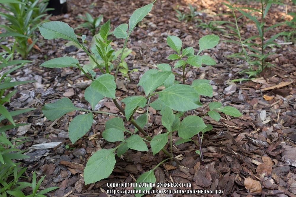 Photo of the seedling or young plant of Dahlia 'Duet' posted by ...