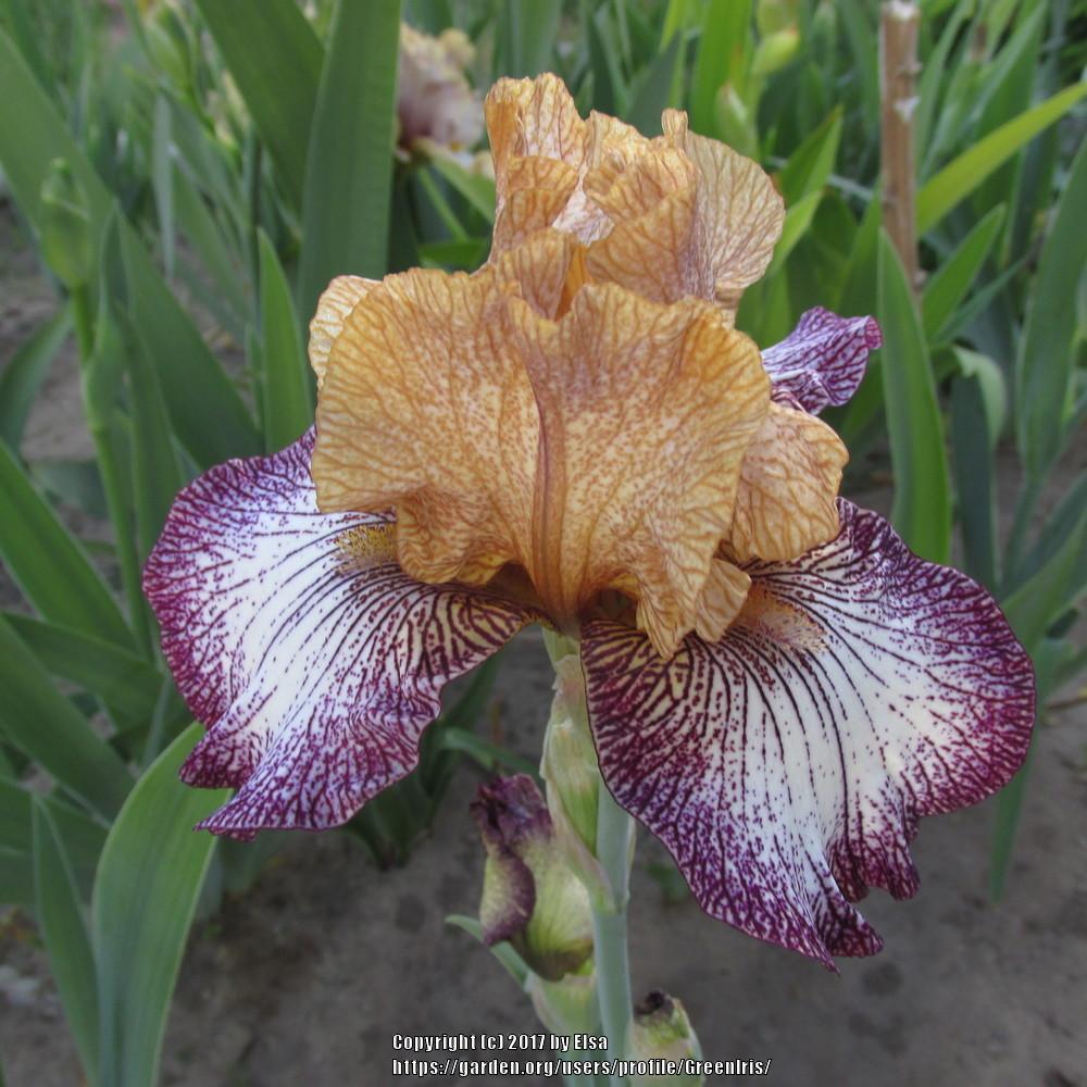 Tall Bearded Iris (Iris 'Tennessee Woman') in the Irises Database ...