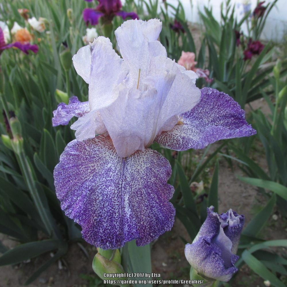 Tall Bearded Iris (Iris 'Roman Carnival') in the Irises Database ...