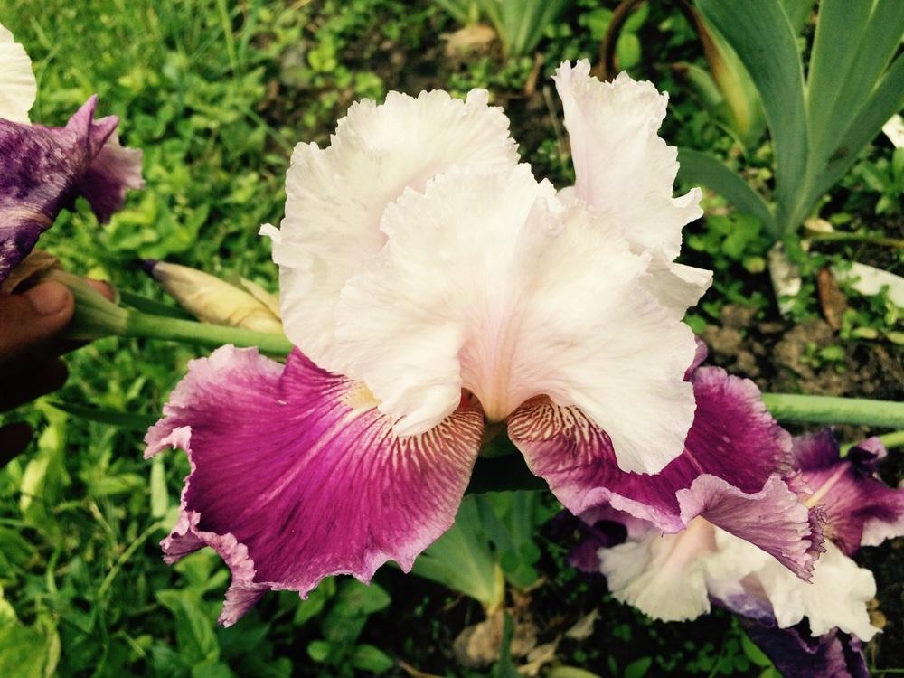 Tall Bearded Iris (Iris 'Robin of Loxley') in the Irises Database ...
