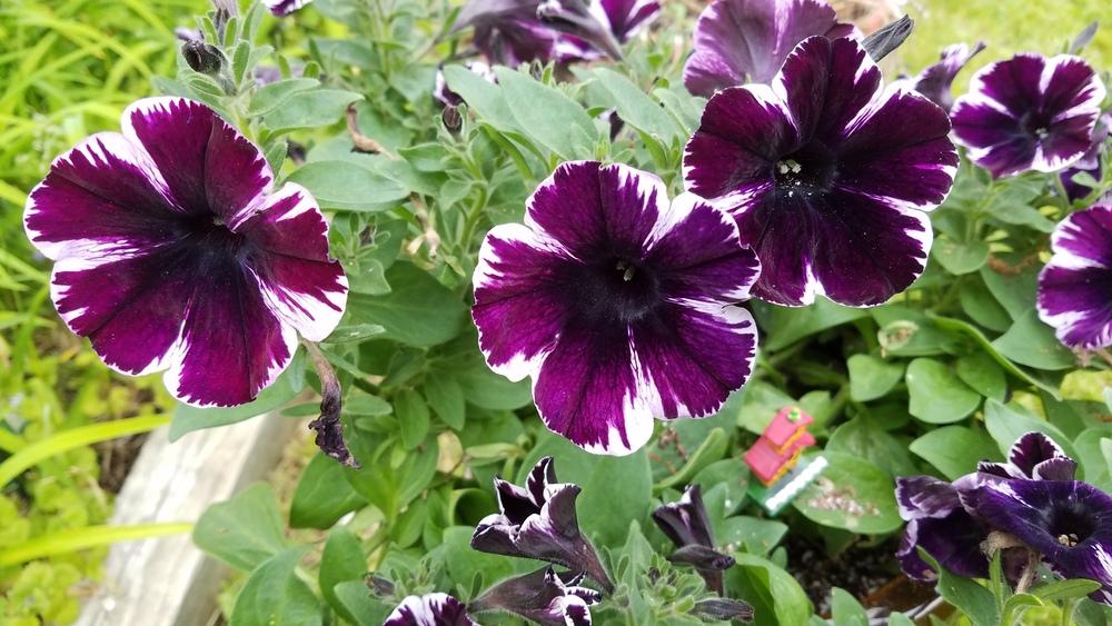 Petunias: Plant Care and Collection of Varieties - Garden.org