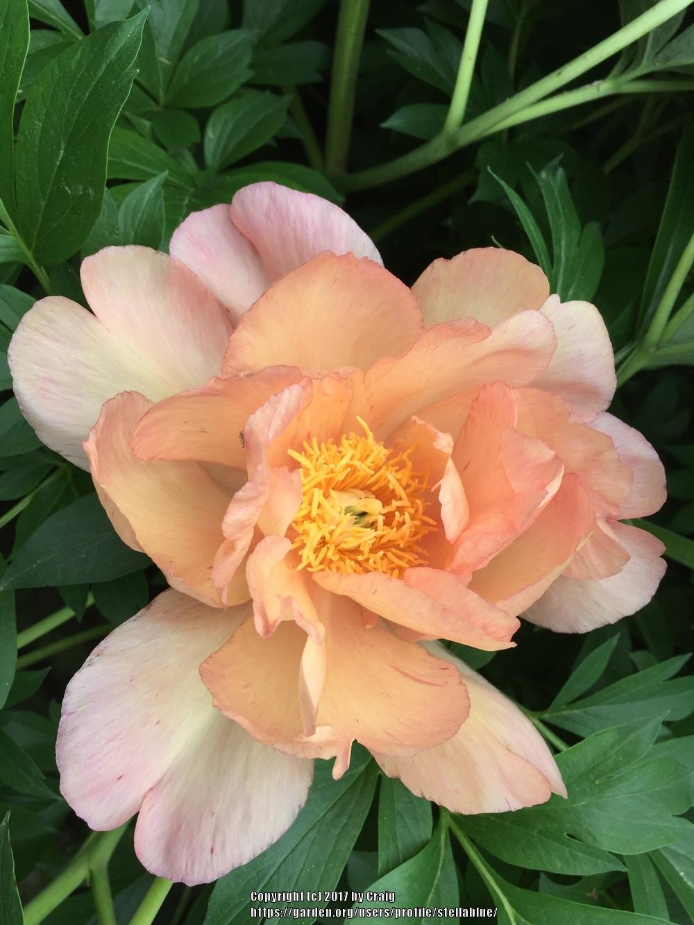 Itoh Peonies 2017 in the Peonies forum - Garden.org