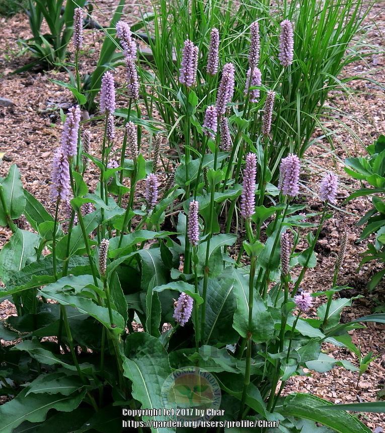 Photo of the entire plant of Bistort (Bistorta officinalis subsp ...