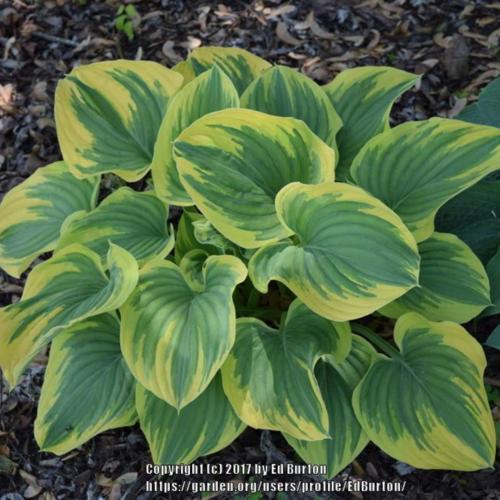 Hosta 'Forest Fireworks' in the Hostas Database - Garden.org