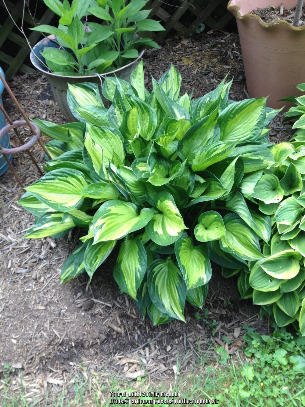 Photo of the entire plant of Hosta 'Whirlwind' posted by Frenchy21 ...