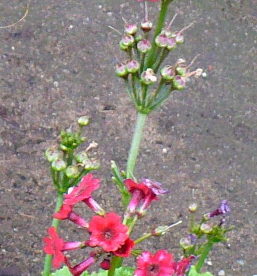 Photo of the seed pods or heads of Japanese Primrose (Primula japonica ...