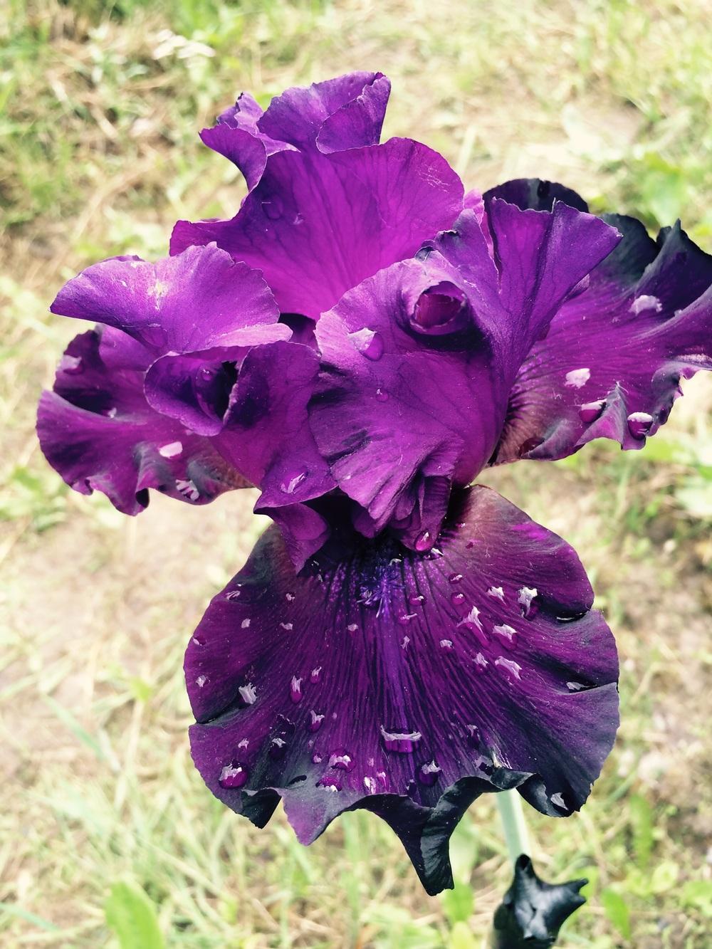 Tall Bearded Iris (Iris 'Grape Situation') in the Irises Database ...