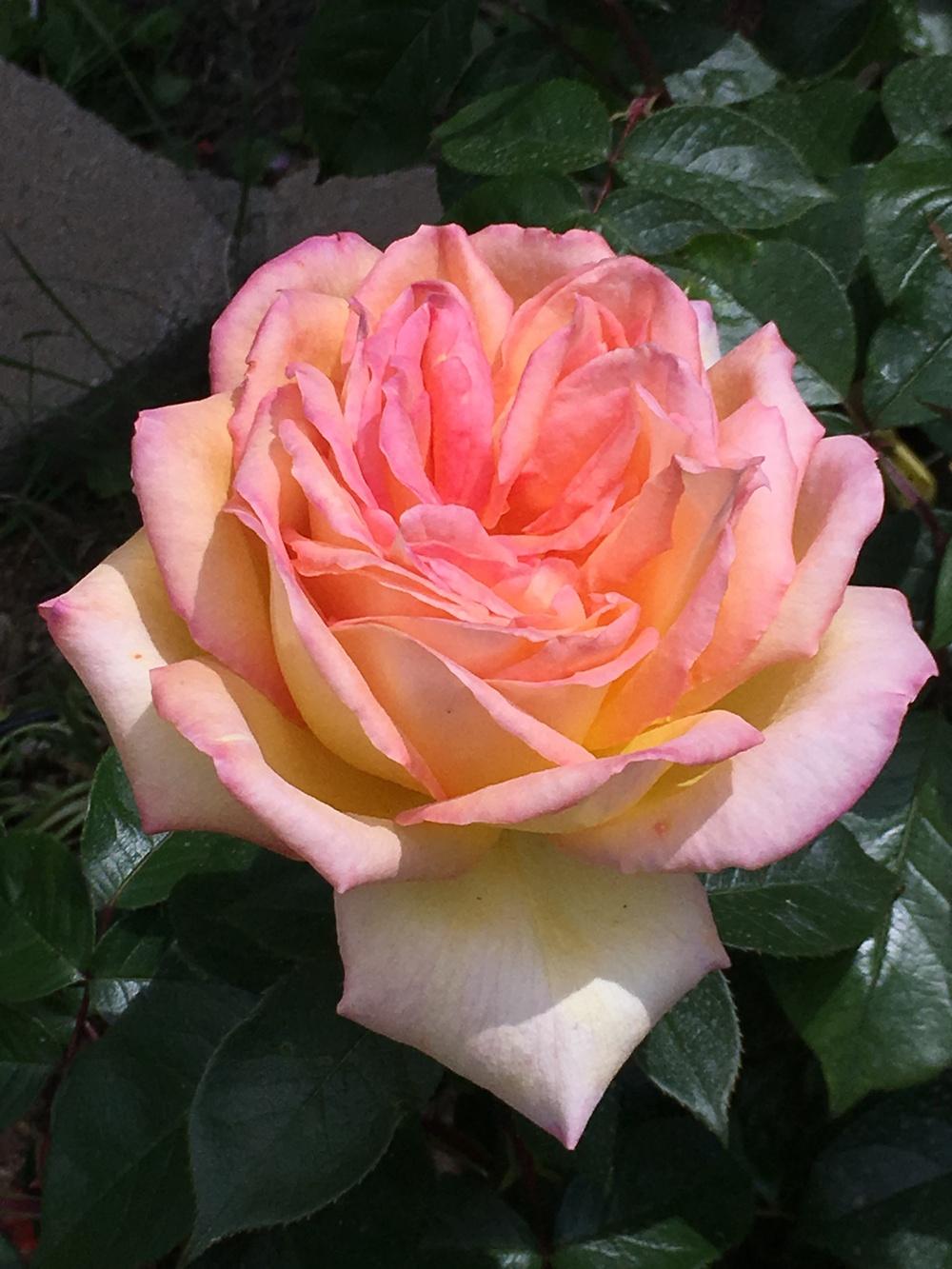 Rose (Rosa 'Centennial Star') in the Roses Database - Garden.org