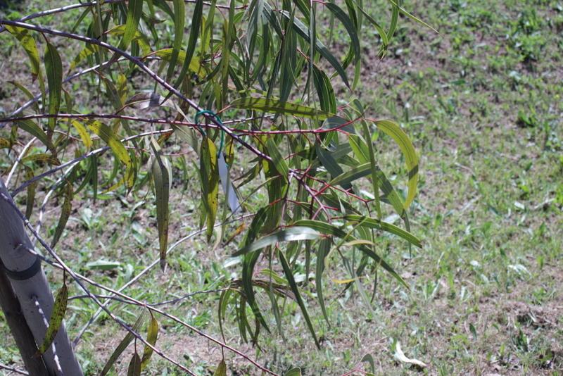 Photo of the leaves of Red Cap Gum (Eucalyptus erythrocorys) posted by ...