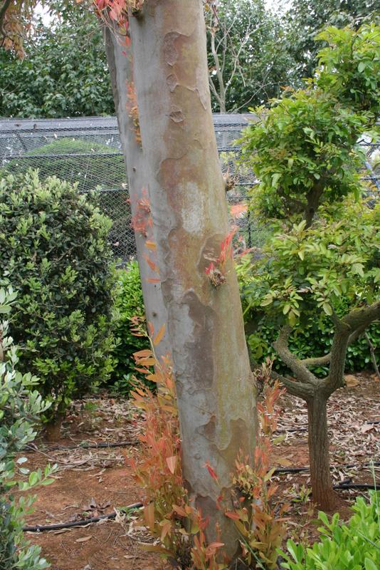 Photo of the stem, scape, stalk or bark of Southern Blue Gum ...